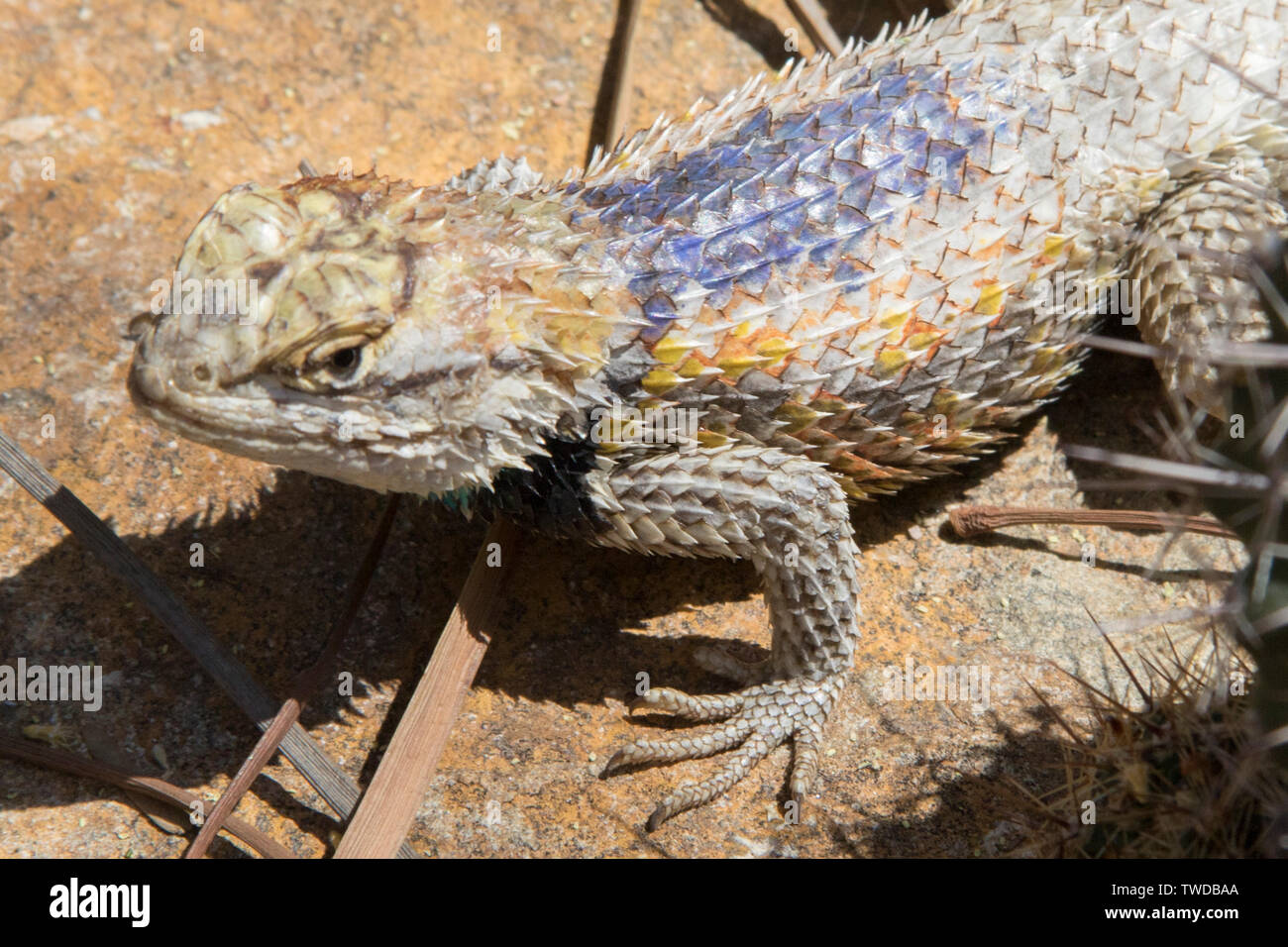 Spiny Lizard High Resolution Stock Photography and Images - Alamy