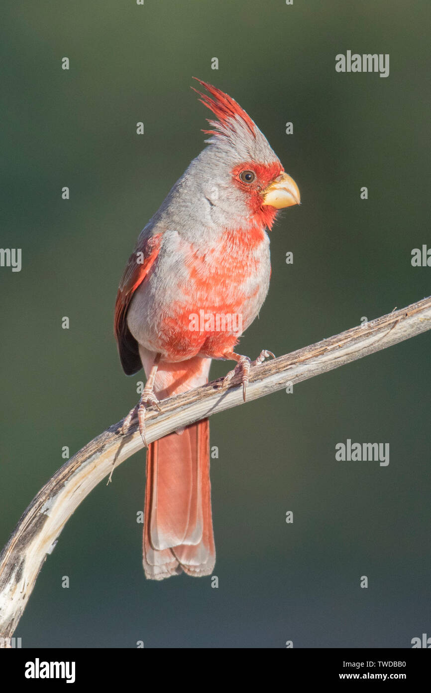Southern arizona photos hi-res stock photography and images - Alamy