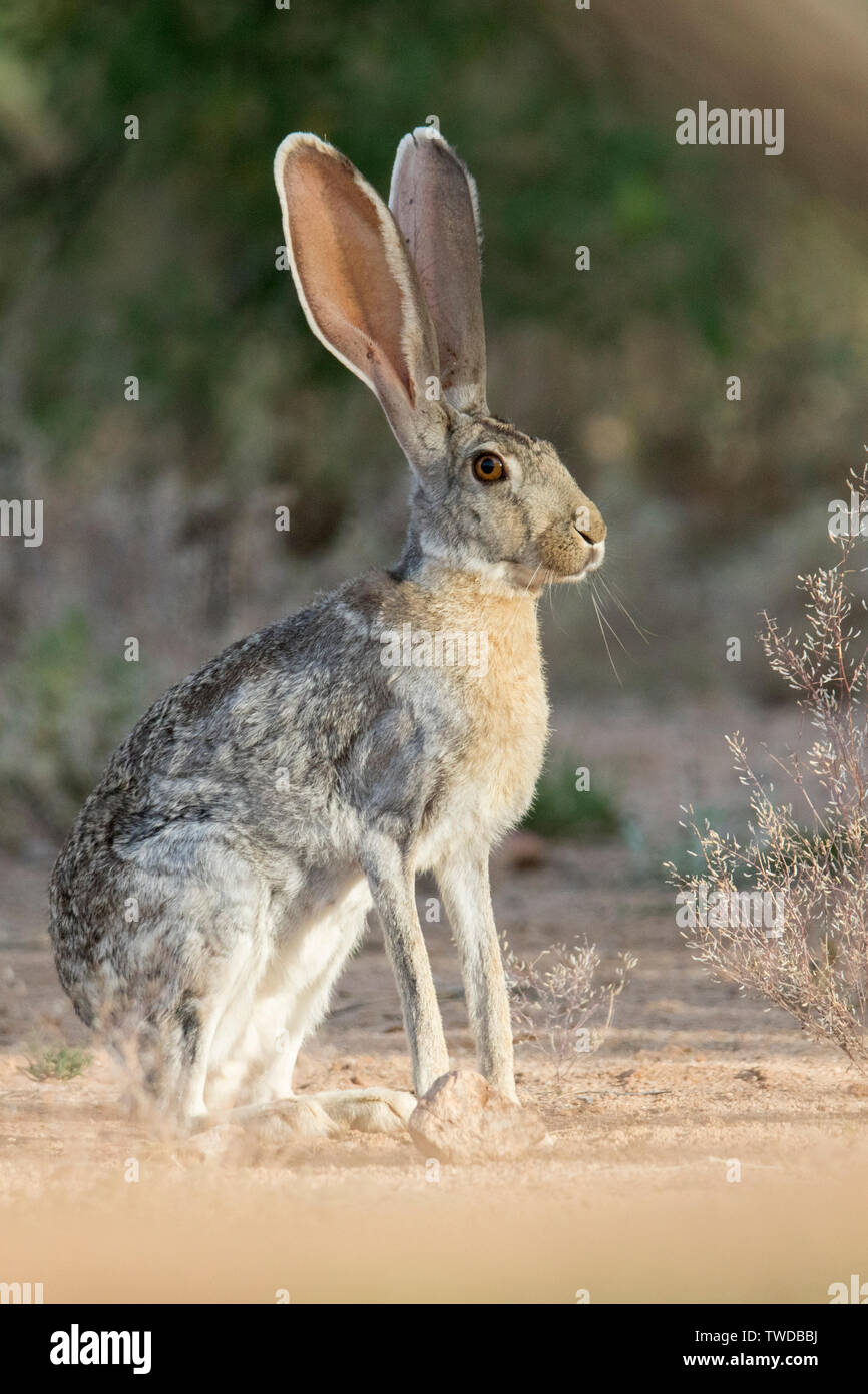 Antelope Jackrabbit (Lepus alleni) Southern Arizona Stock Photo - Alamy
