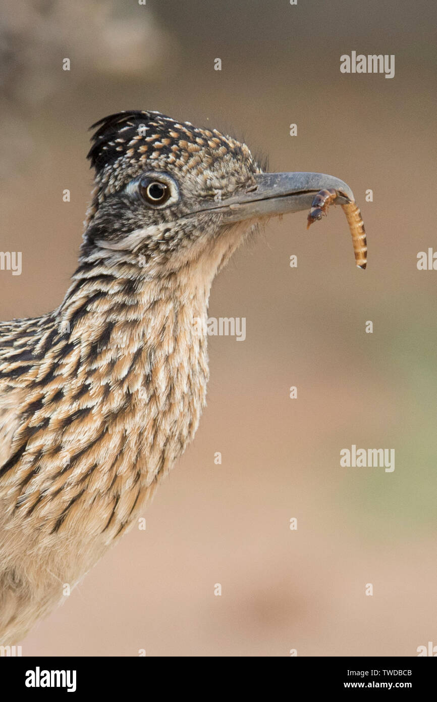 Greater Roadrunner close-up eating a worm (Geococcyx californianus ...