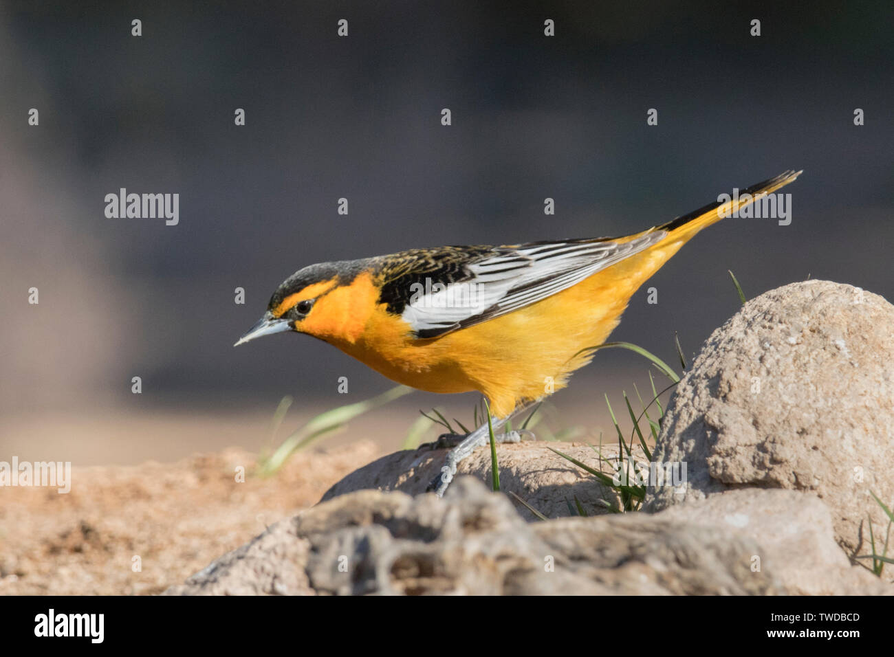 Bullock's Oriole male (Icteruus bullockii) Southern Arizona Stock Photo ...