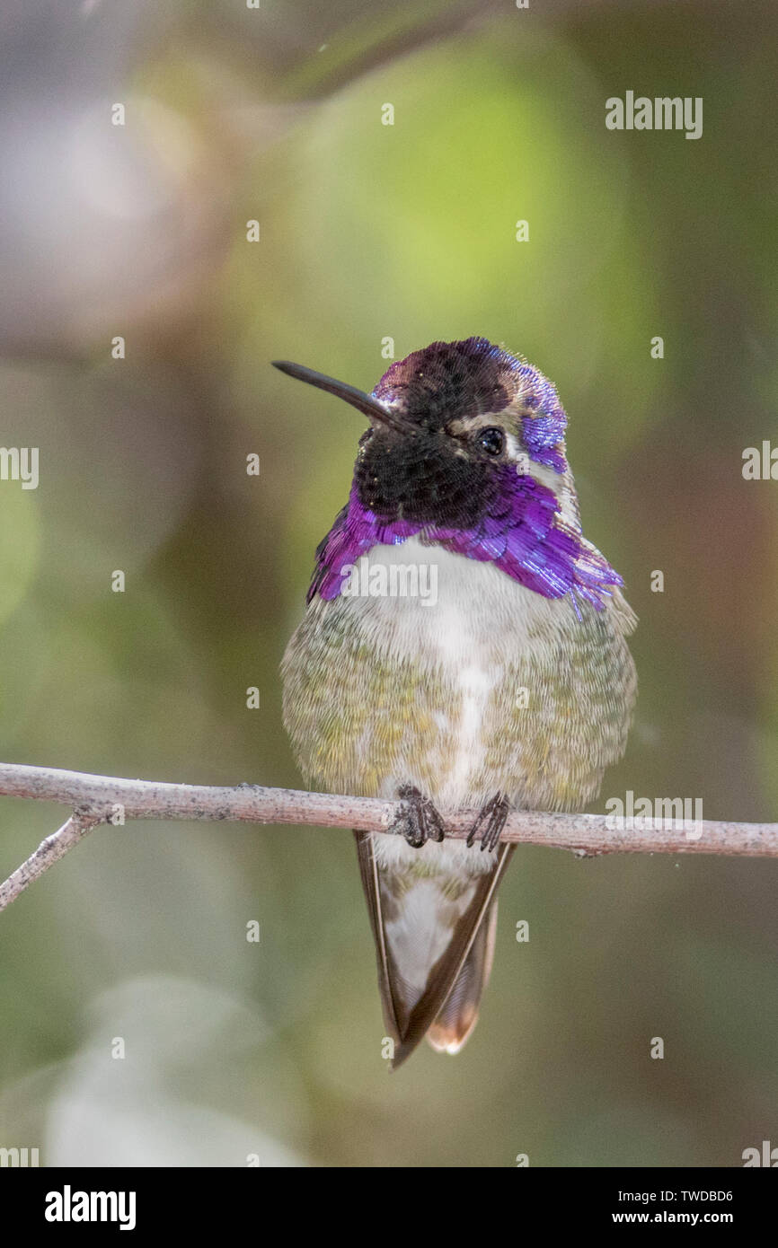 Costa's Hummingbird male (Calypte costae) Southern Arizona Stock Photo ...