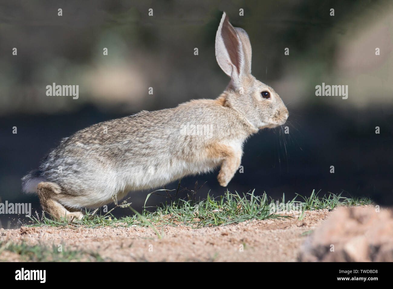 Desert cottontail hopping hi-res stock photography and images - Alamy