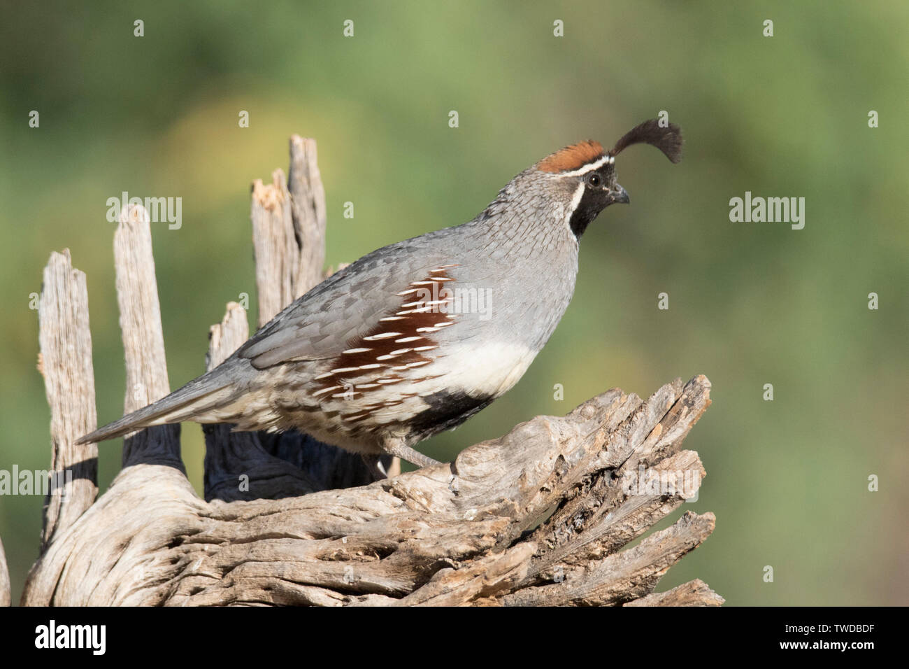 Gambel's Quail male (Callipepla gambelii) Southern Arizona Stock Photo ...