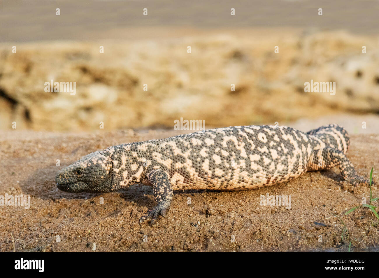 Gila Monster (Helederma suspectum) Southern Arizona Stock Photo - Alamy