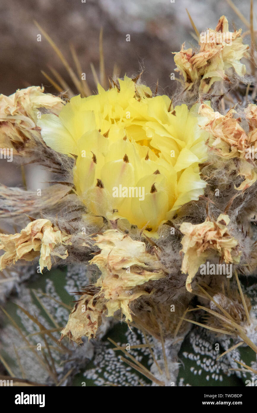 Bishops cap cactus hi-res stock photography and images - Alamy