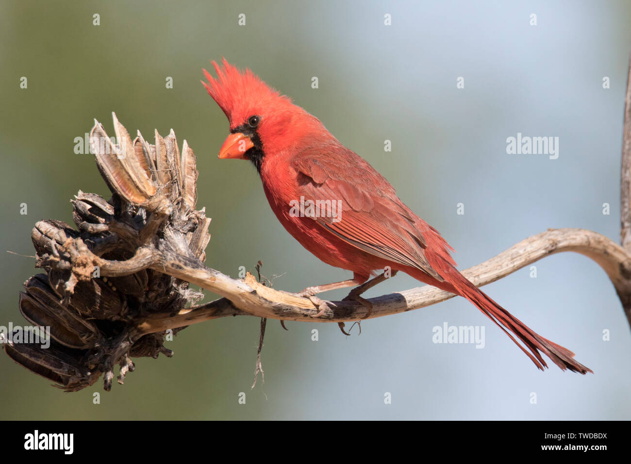 Northern Cardinal male (Cardinalis cardionalis) Southern Arizona Stock ...