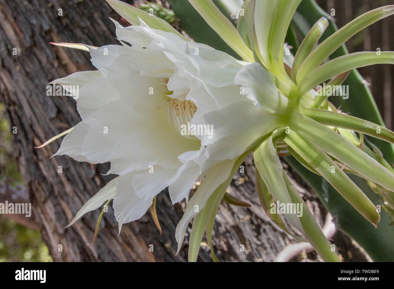 Plant acanthocereus species hi-res stock photography and images - Alamy
