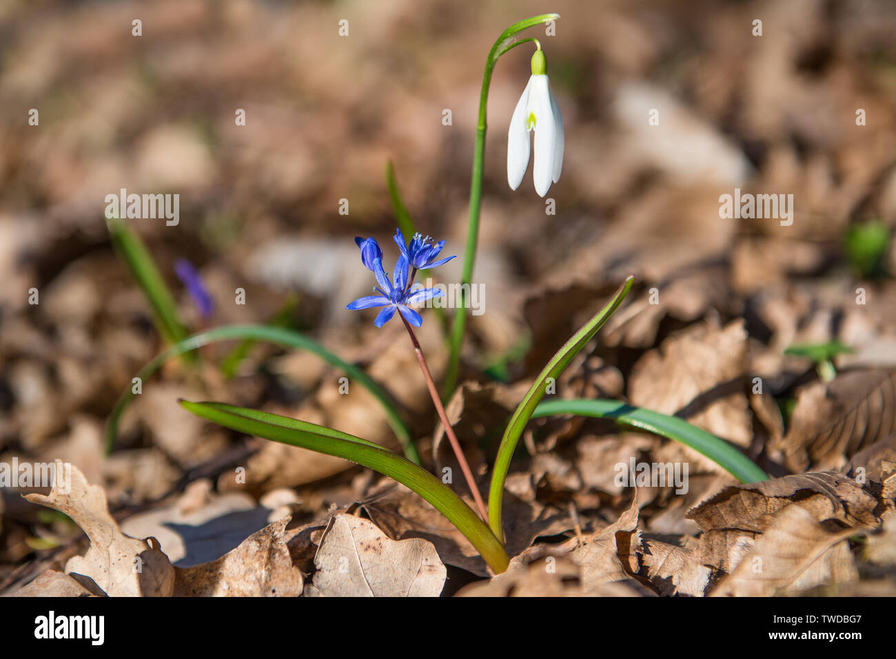First wildflowers hi-res stock photography and images - Alamy