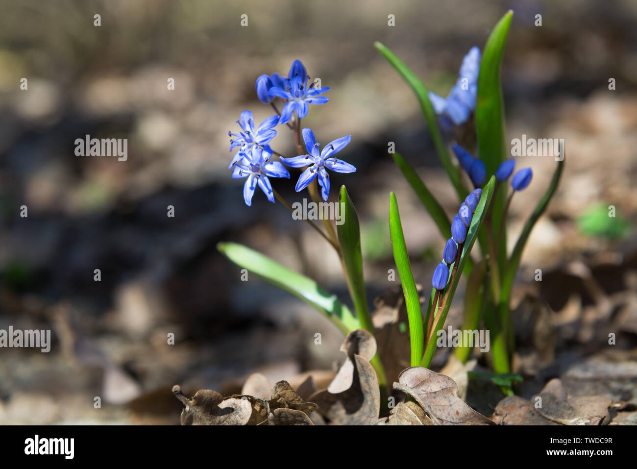 Blue wild flowers hi-res stock photography and images - Alamy