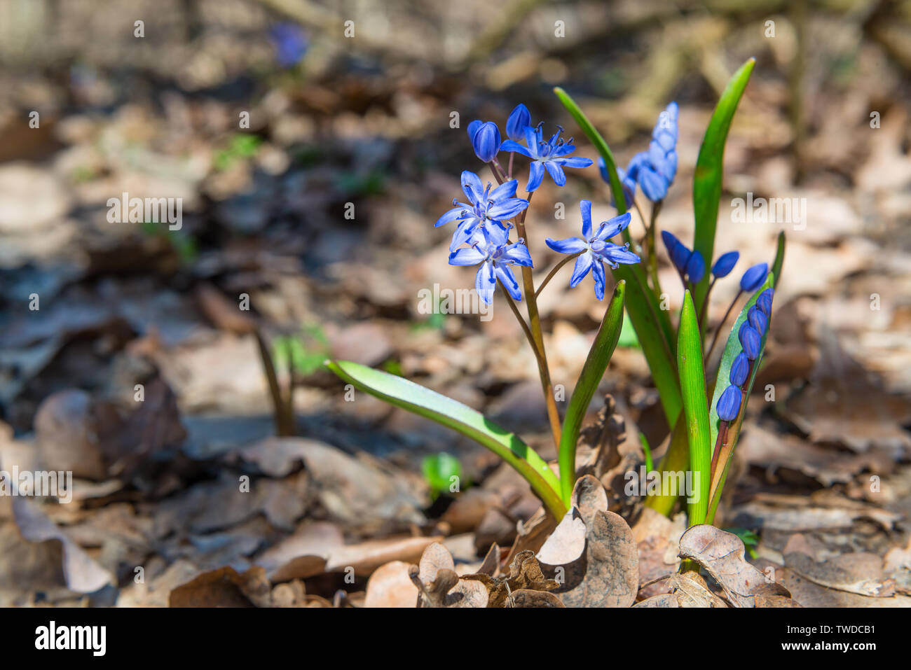 First wild spring flowers in the forest growing from the fallen leaves ...