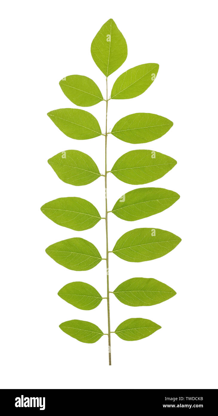 Green leaf of Acacia, commonly known as the wattles or acacias, is a ...