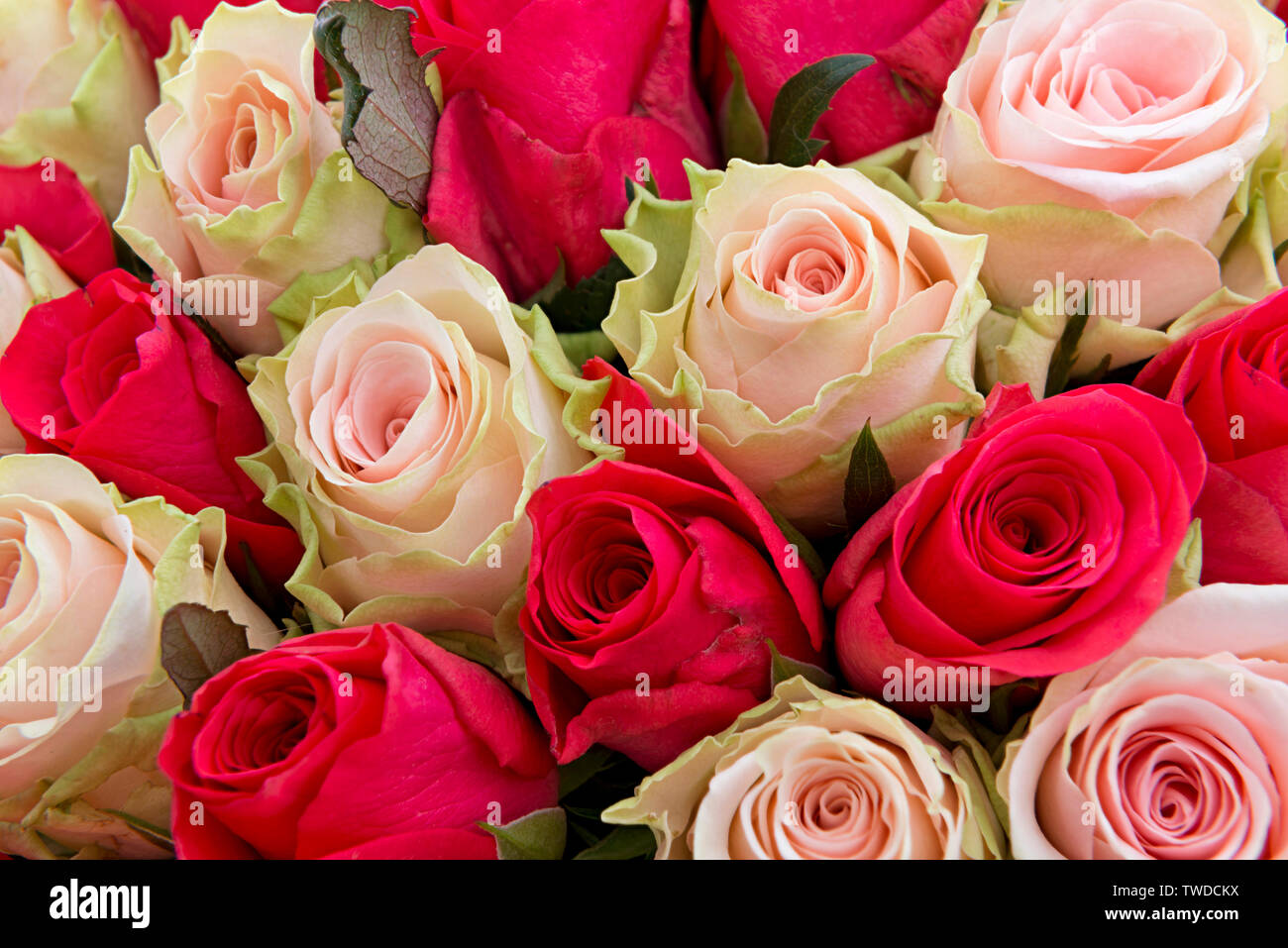 Pink roses background hi-res stock photography and images - Alamy