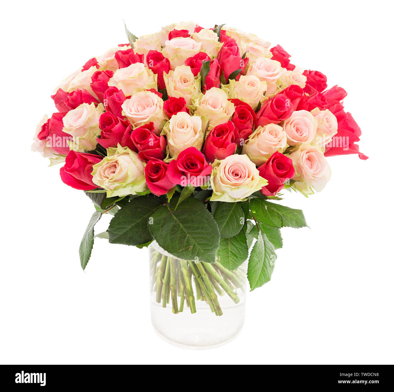 Big fresh pink roses beautiful hi-res stock photography and images - Alamy