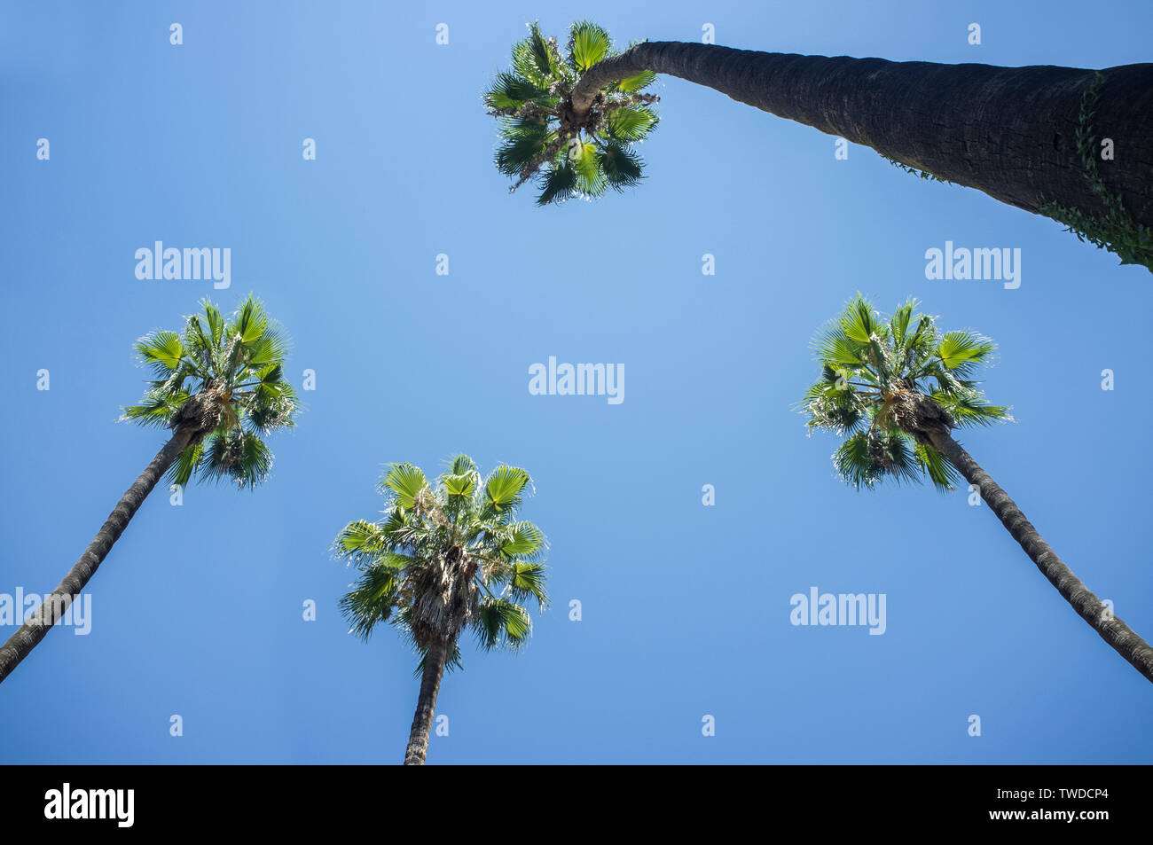 High palm trees against blue sky. Background Stock Photo - Alamy