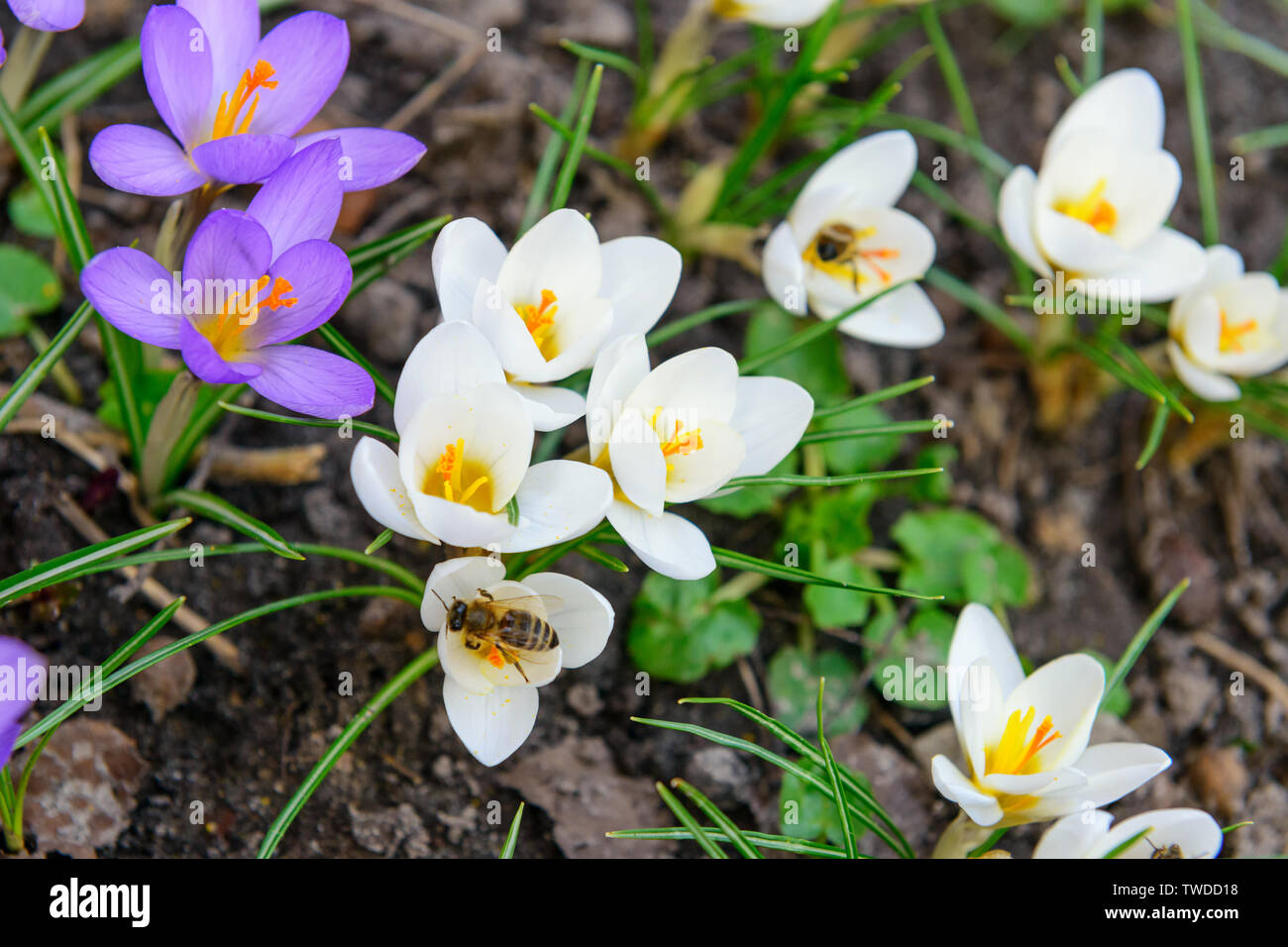 Crocus flowers bee hi-res stock photography and images - Alamy