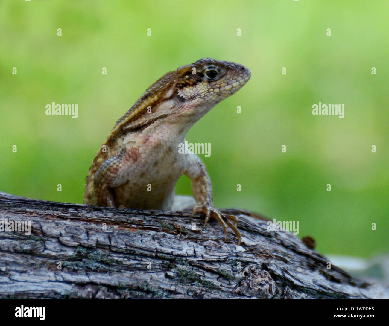 South Florida lizard in a tree with a beautiful Green Background Stock ...