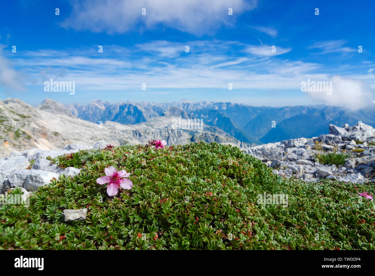 Blooming plant between rocks hi-res stock photography and images - Alamy
