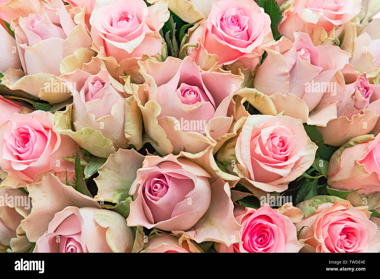 Pinkl High Resolution Stock Photography and Images - Alamy