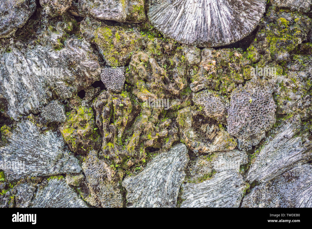 The multiplicity of corals on the wall, coral texture, coral background ...
