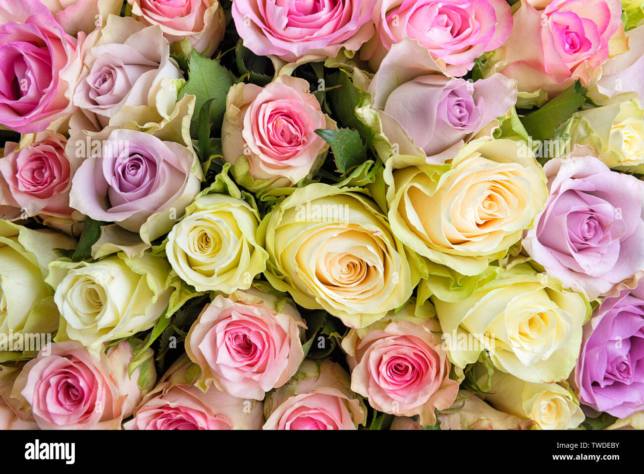 Fresh colorful roses hi-res stock photography and images - Alamy
