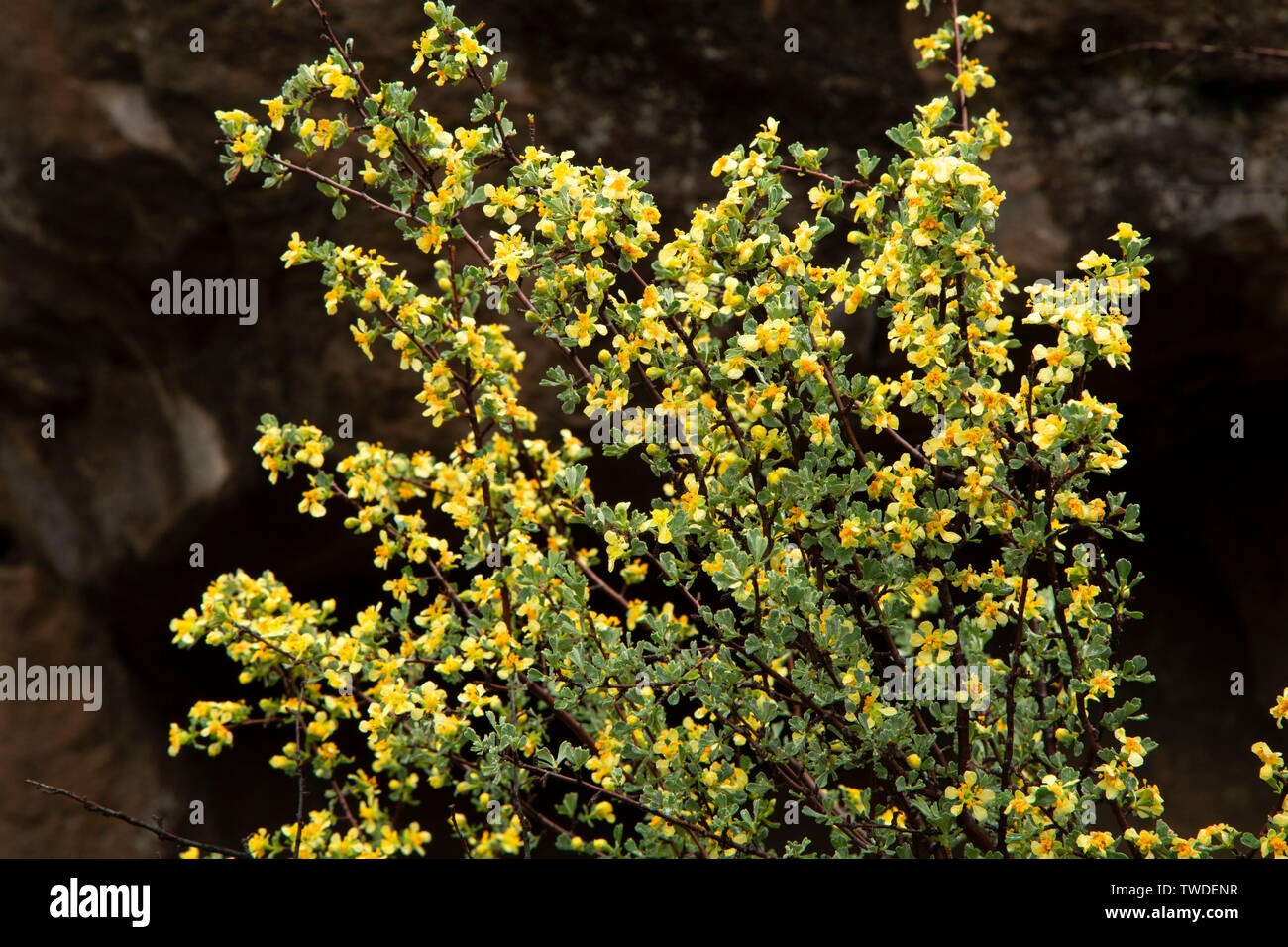 Bitterbrush hi-res stock photography and images - Alamy