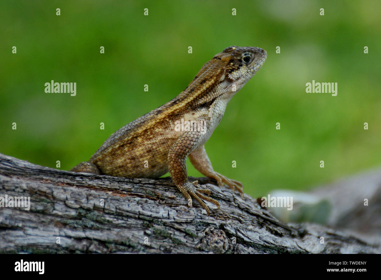 South Florida lizard in a tree with a beautiful Green Background Stock ...