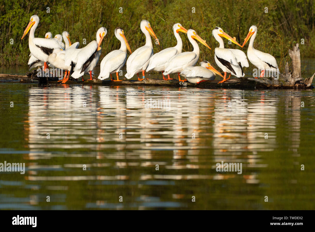 American white pelican (Pelecanus erythrorhynchos) at Crane Prairie ...
