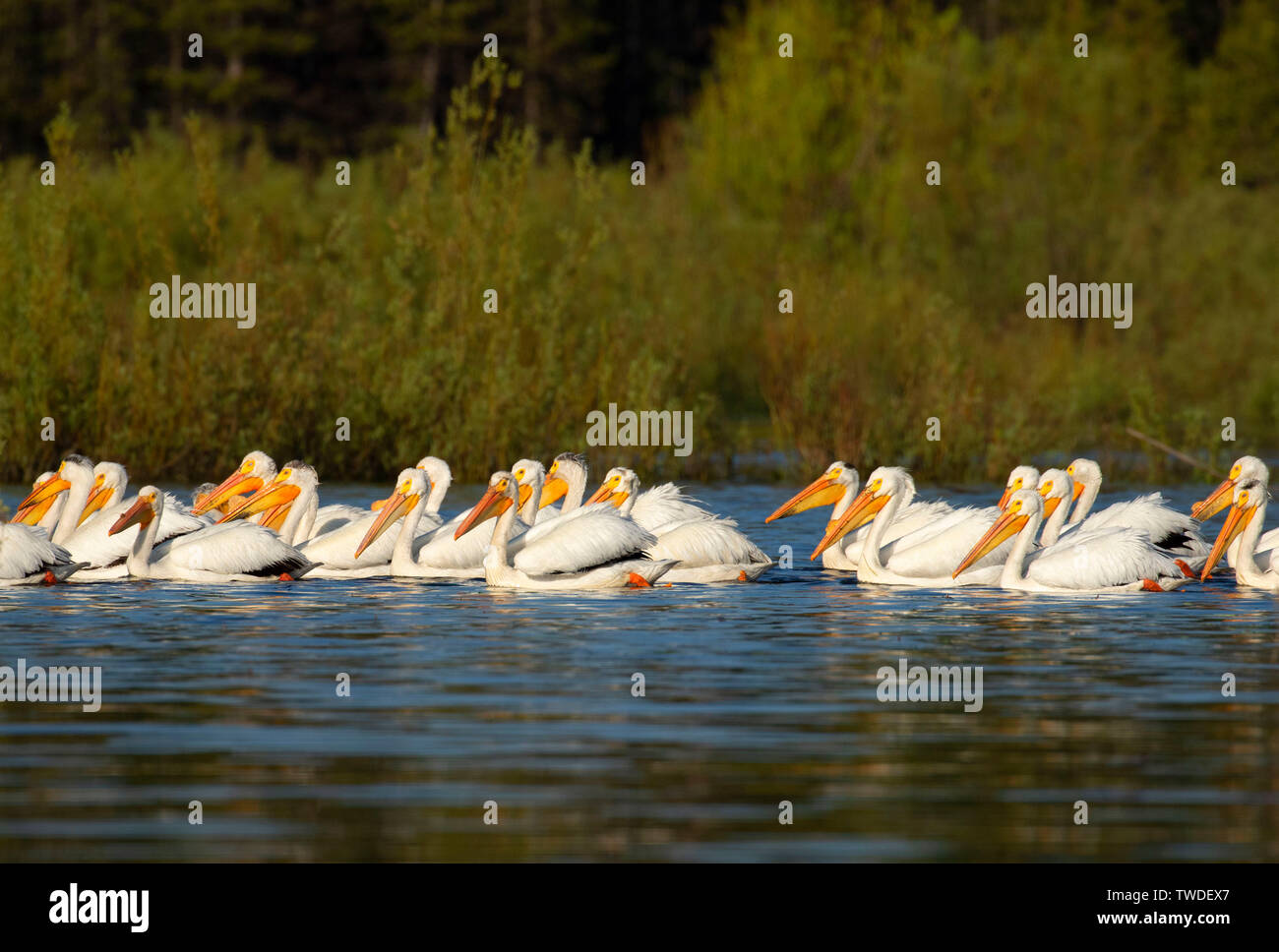 American white pelican (Pelecanus erythrorhynchos) at Crane Prairie ...