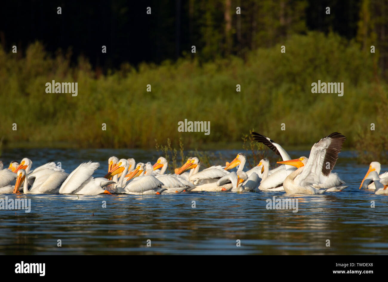 American white pelican (Pelecanus erythrorhynchos) at Crane Prairie ...