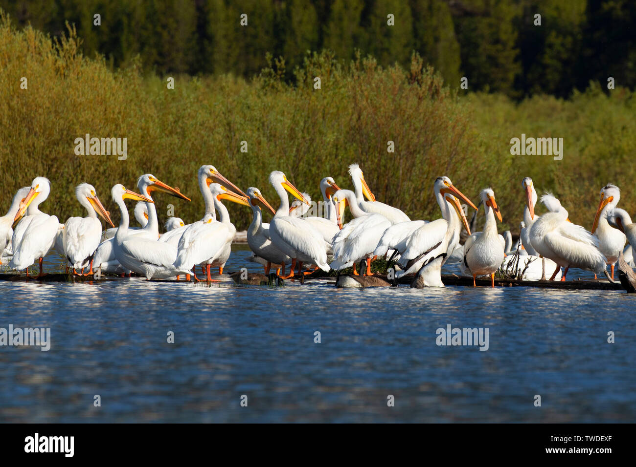 American white pelican (Pelecanus erythrorhynchos) at Crane Prairie ...