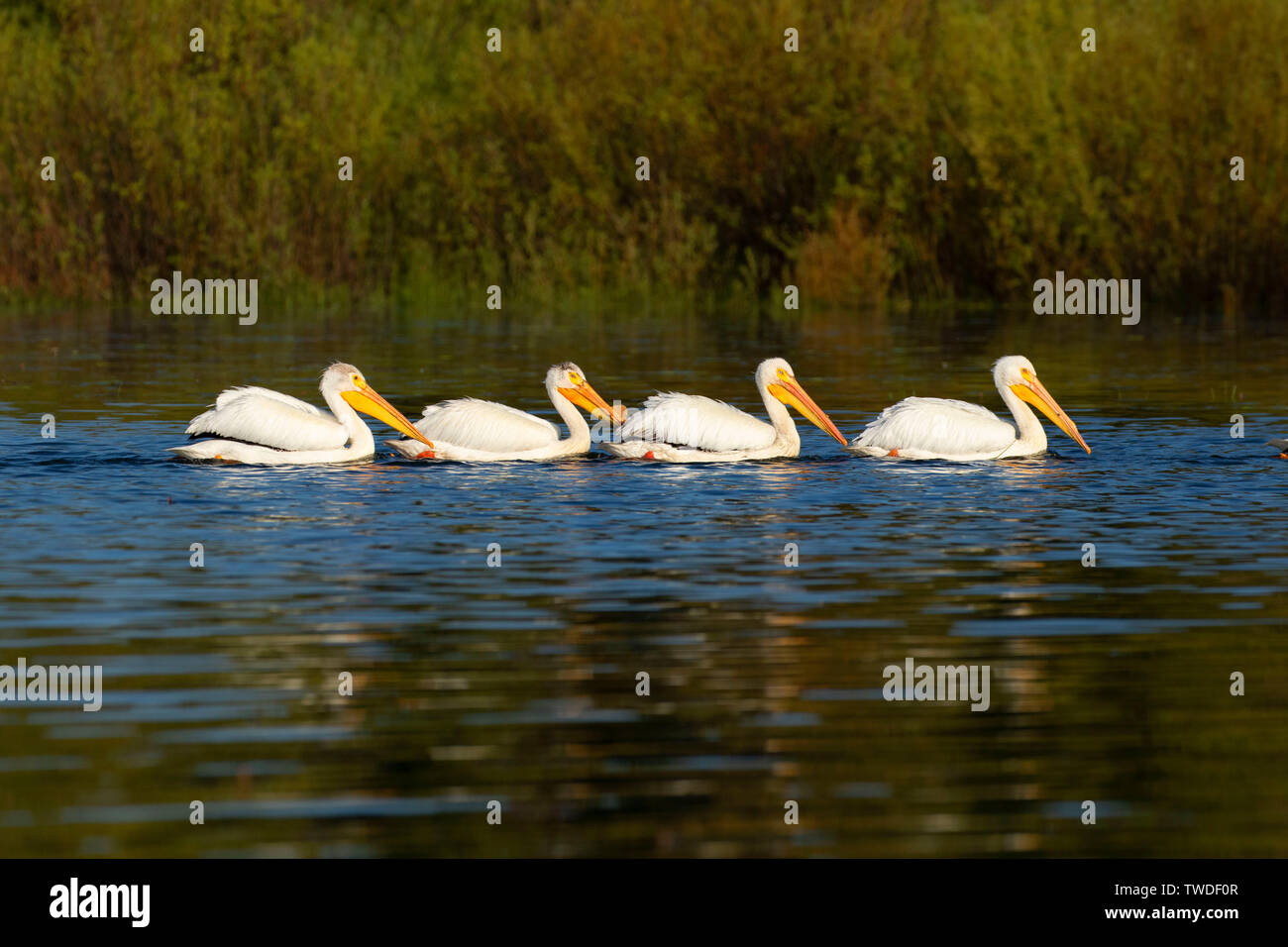 American white pelican (Pelecanus erythrorhynchos) at Crane Prairie ...