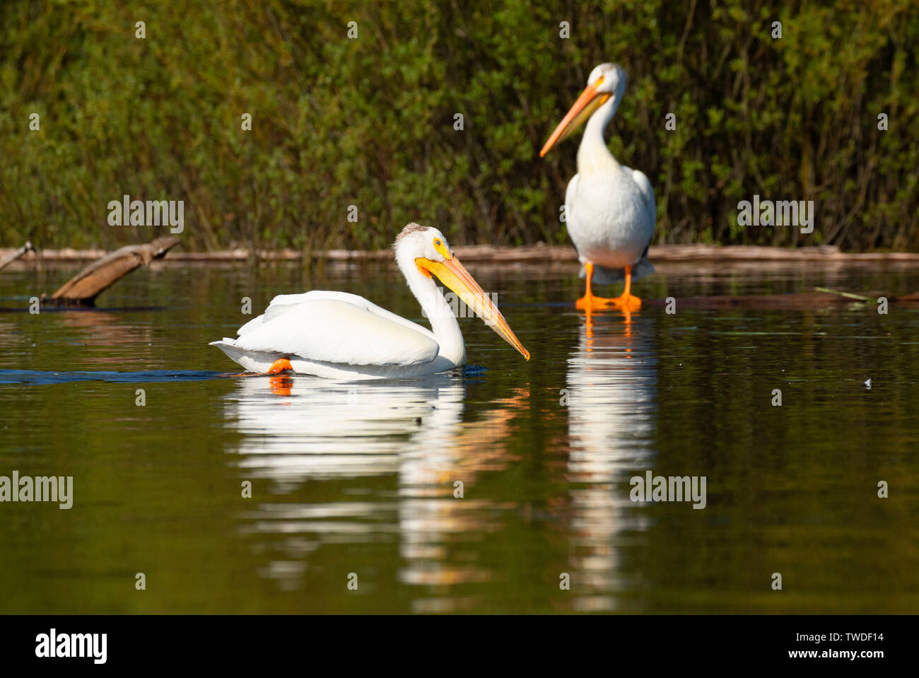 American white pelican (Pelecanus erythrorhynchos) at Crane Prairie ...