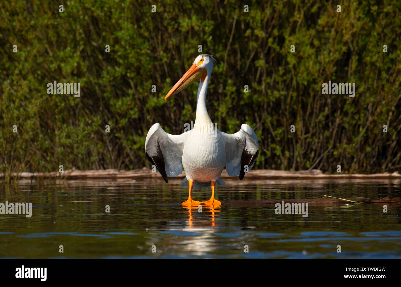 American white pelican (Pelecanus erythrorhynchos) at Crane Prairie ...