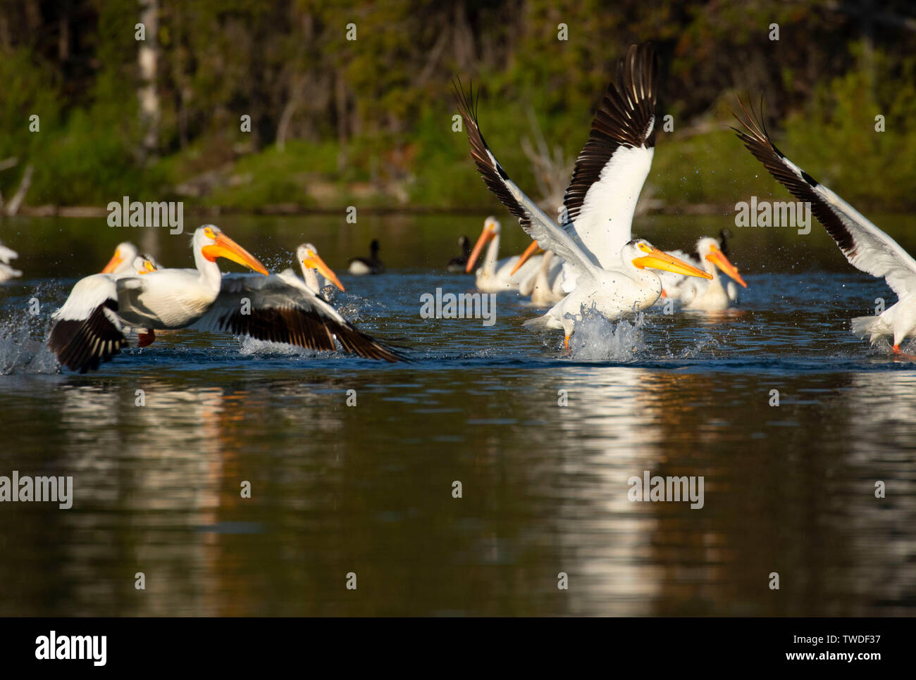 American white pelican (Pelecanus erythrorhynchos) at Crane Prairie ...