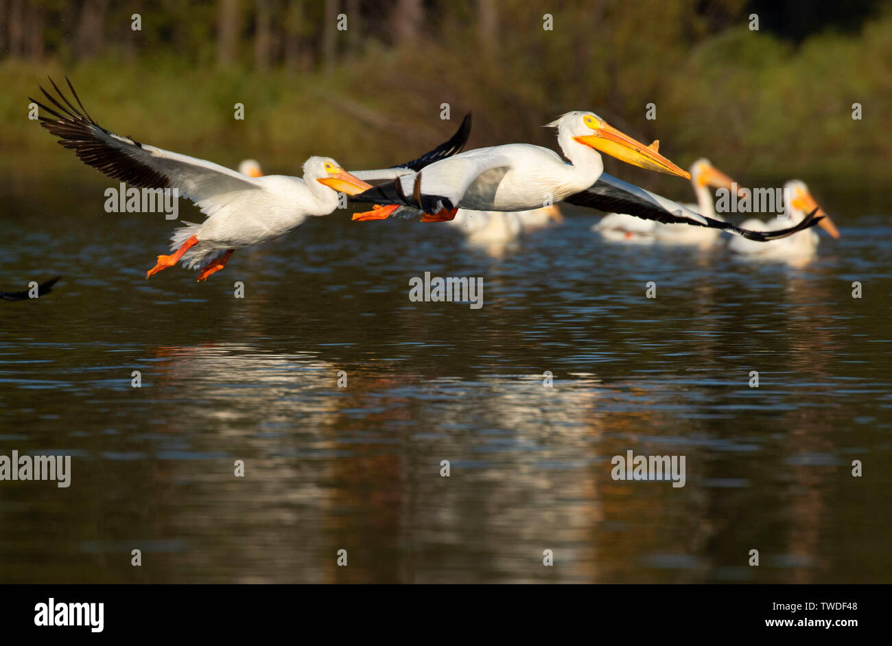 American white pelican (Pelecanus erythrorhynchos) at Crane Prairie ...