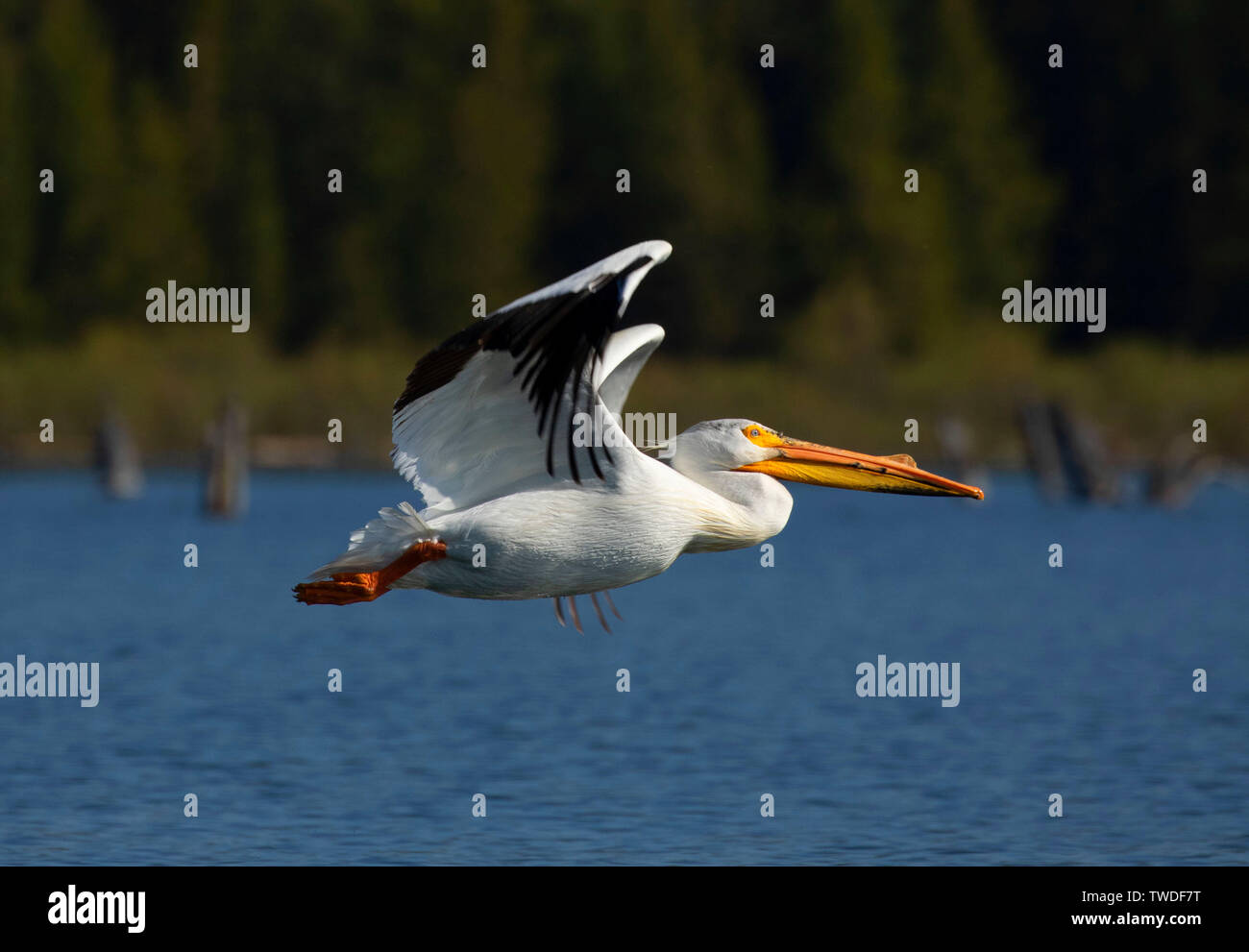 American white pelican (Pelecanus erythrorhynchos) at Crane Prairie ...
