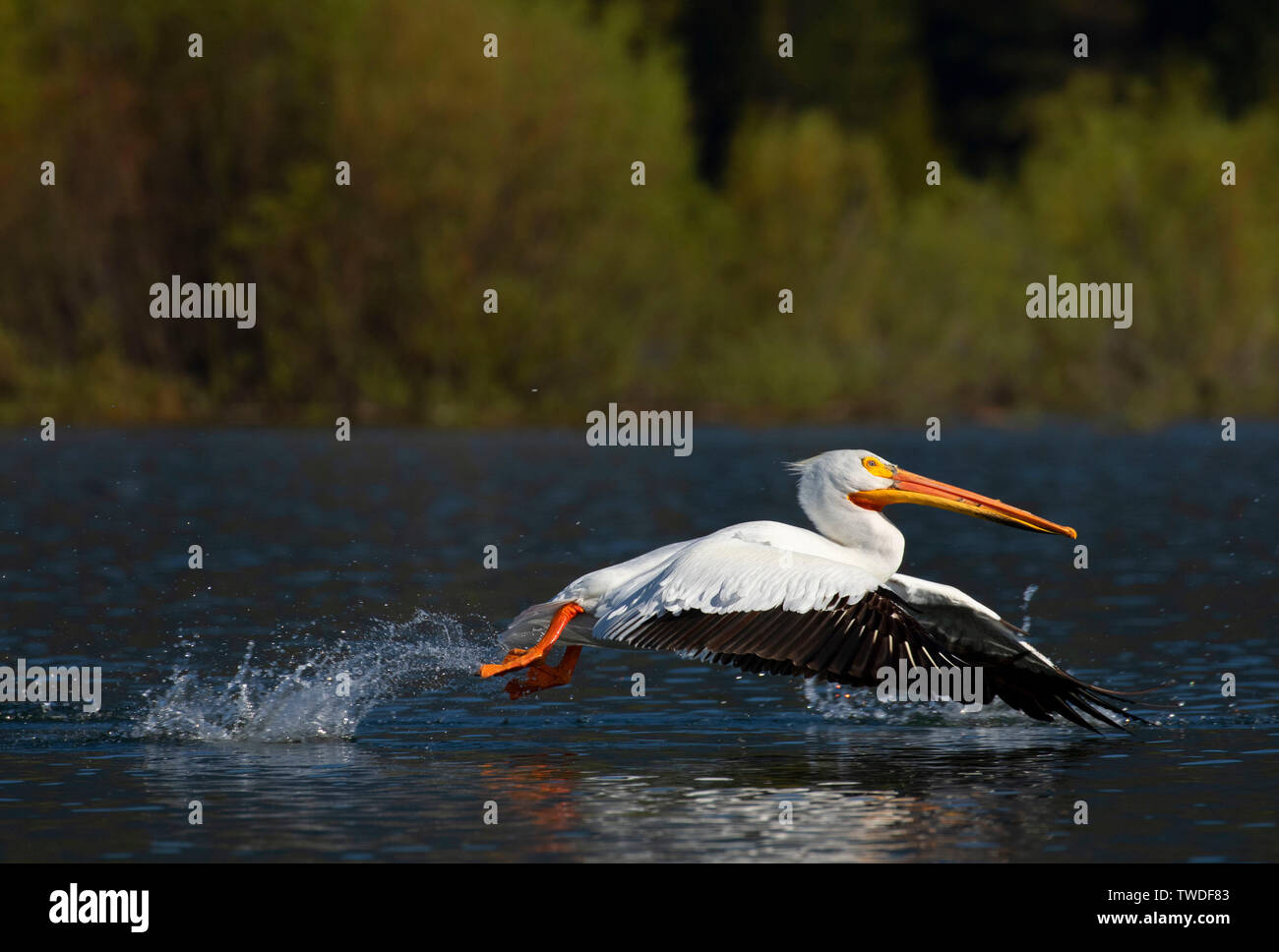 American white pelican (Pelecanus erythrorhynchos) at Crane Prairie ...