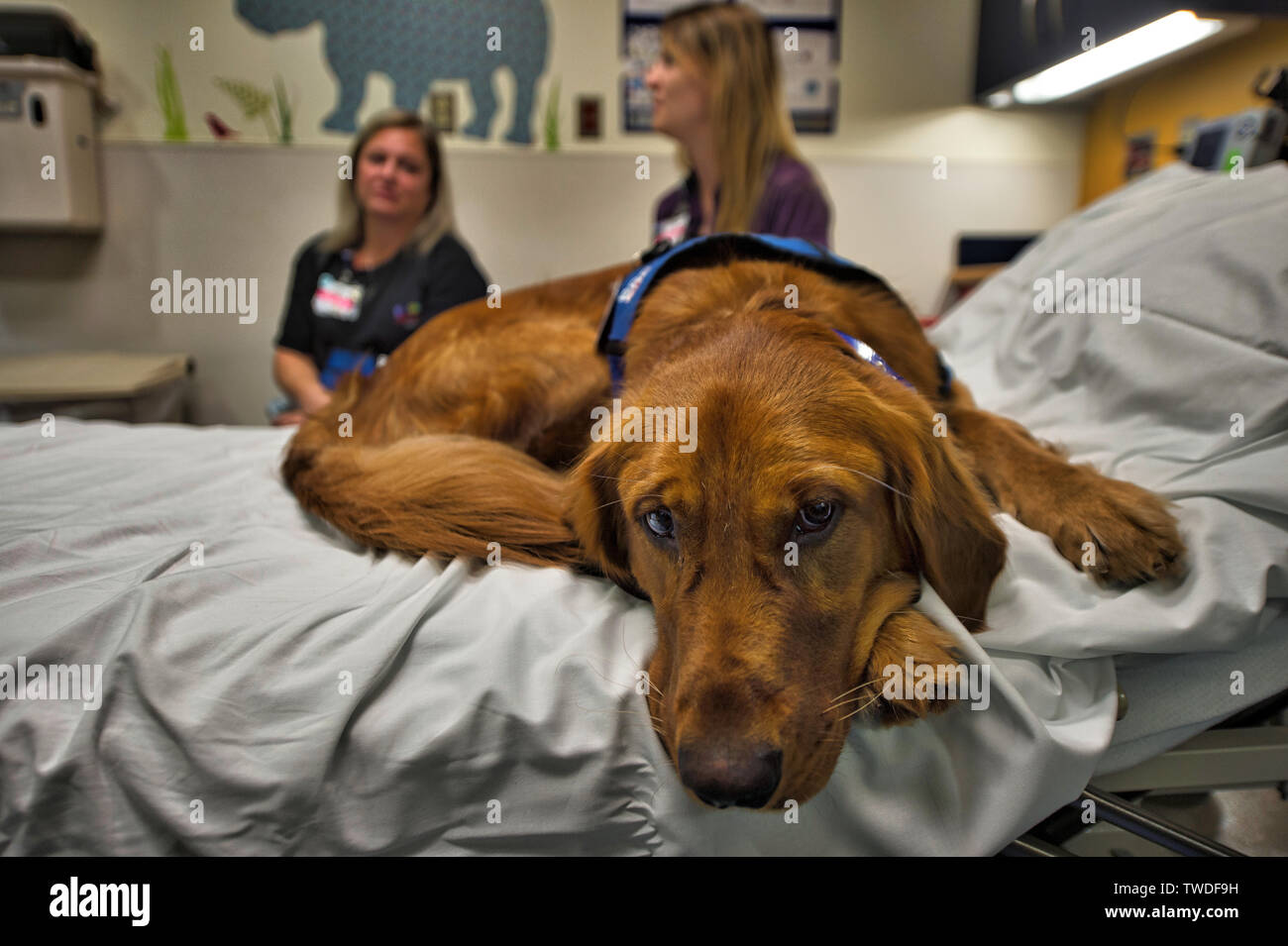 Child life specialist hi-res stock photography and images - Alamy