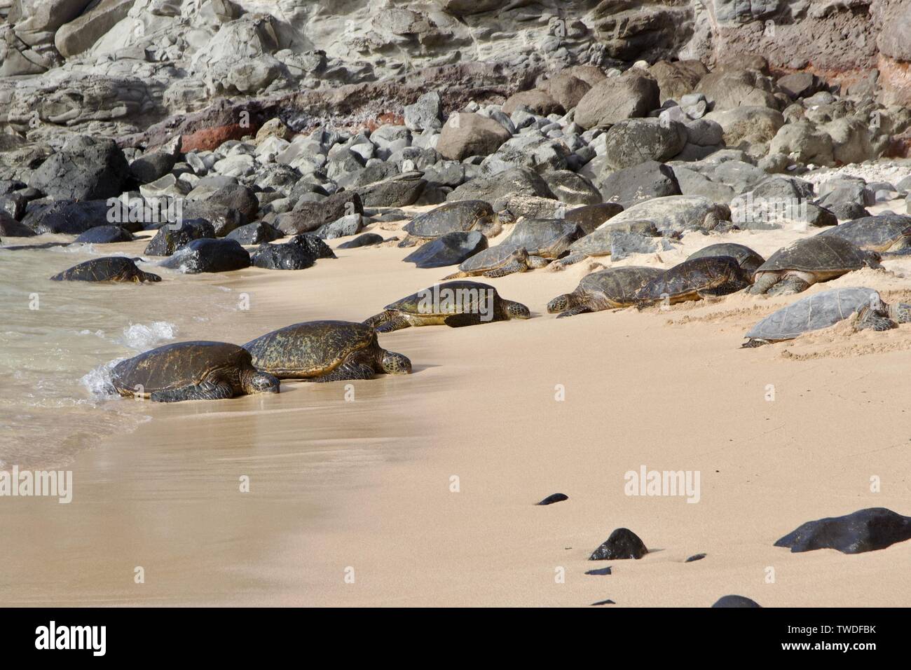 Basking green sea turtles on Ho'okipa beach in Maui, Hawaii Stock Photo ...