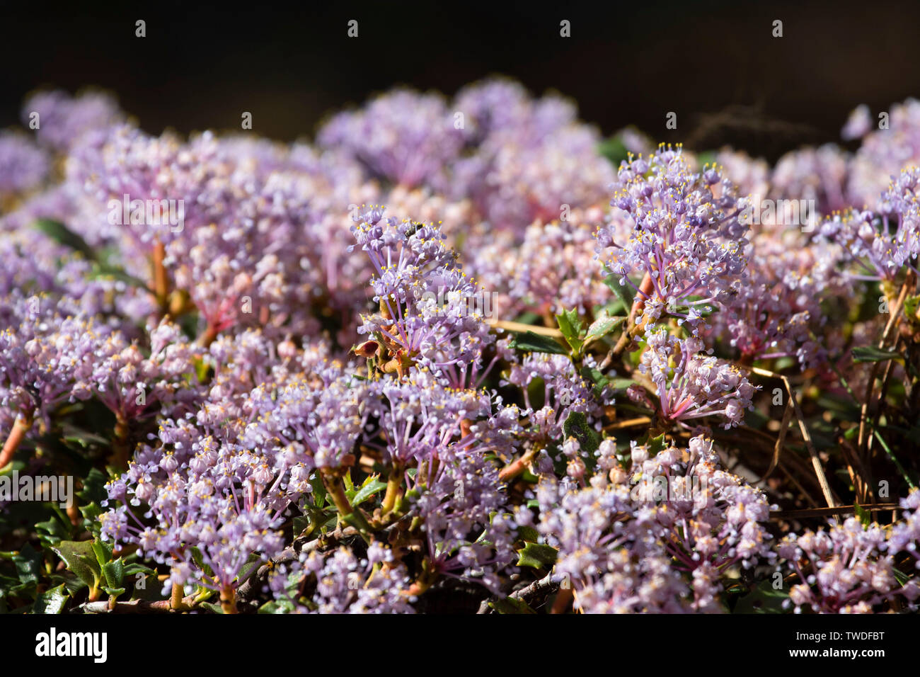 Pinemat (Ceanothus prostratus), Cascade Lakes National Scenic Byway ...