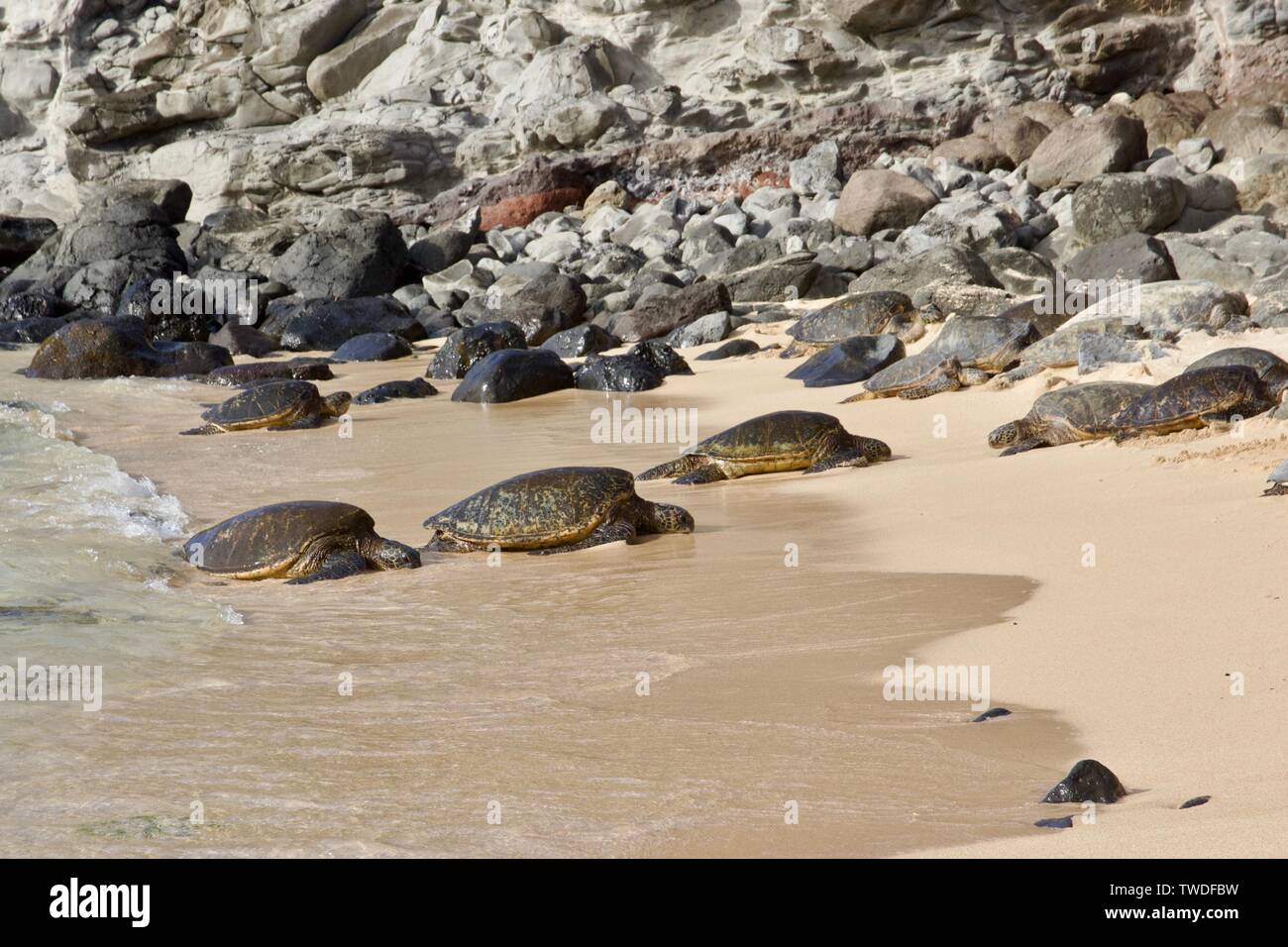 Basking green sea turtles on Ho'okipa beach in Maui, Hawaii Stock Photo ...