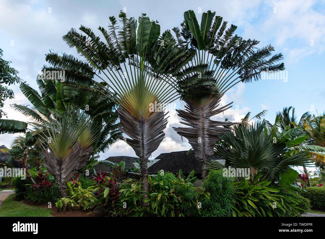 The plantains of Mauritius Stock Photo - Alamy