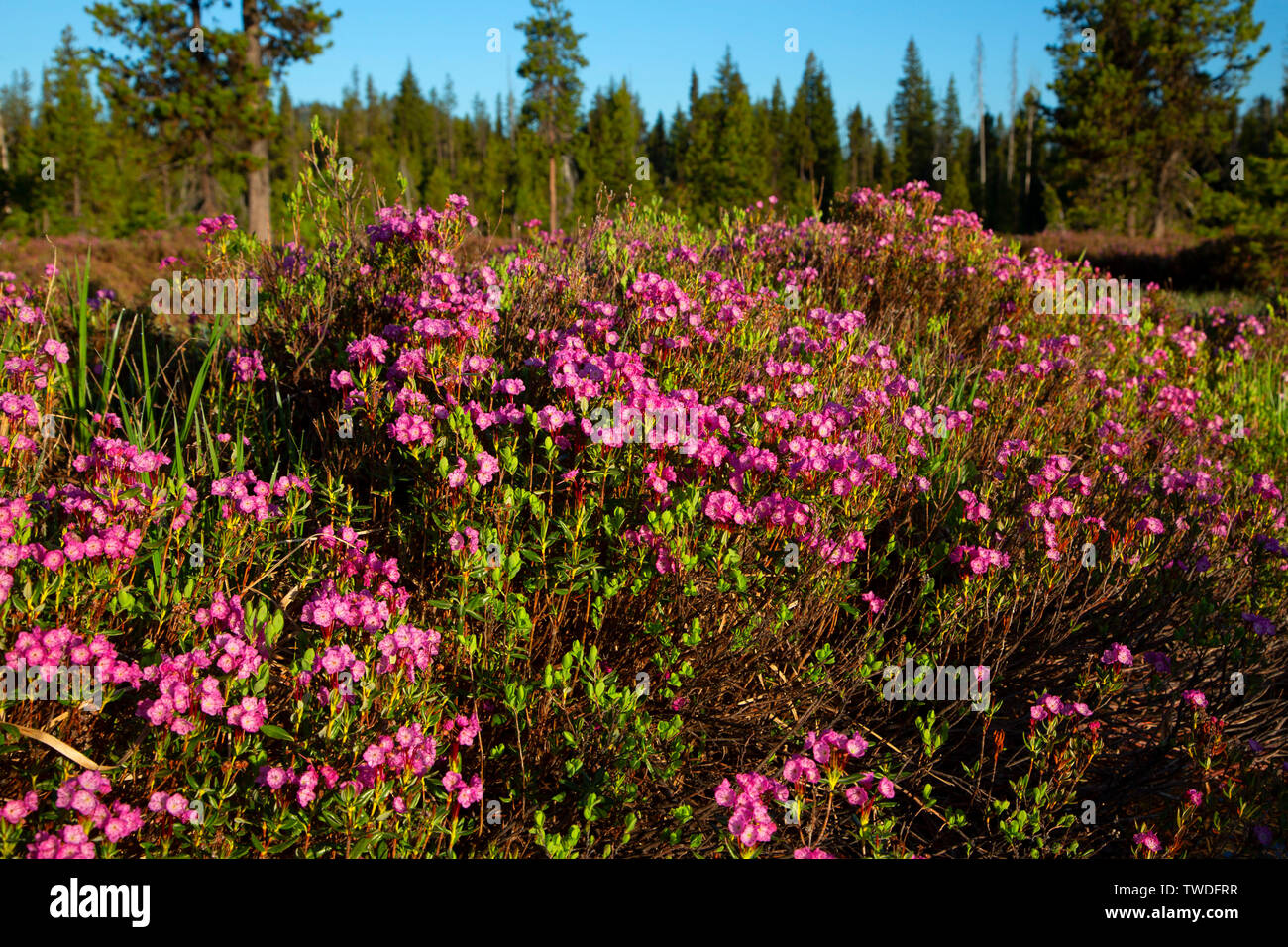 Western Bog Laurel (Kalmia microphylla) bloom at Hosmer Lake, Cascade ...