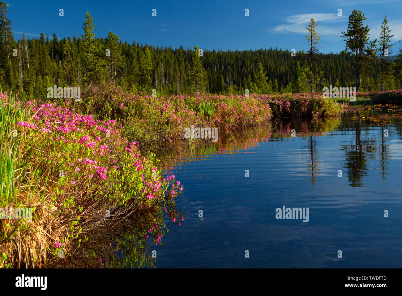 Western Bog Laurel (Kalmia microphylla) bloom at Hosmer Lake, Cascade ...