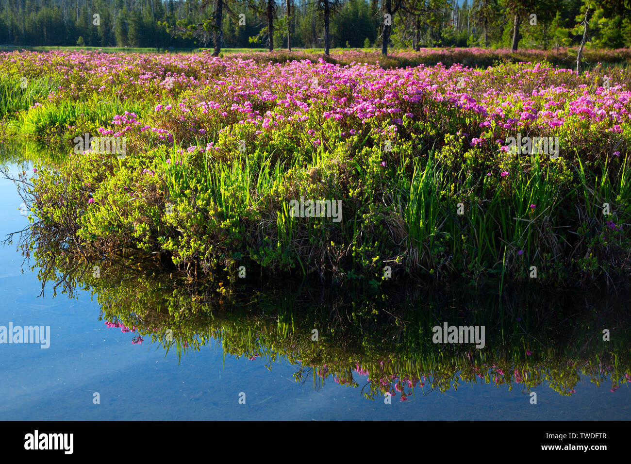 Western Bog Laurel (Kalmia microphylla) bloom at Hosmer Lake, Cascade ...