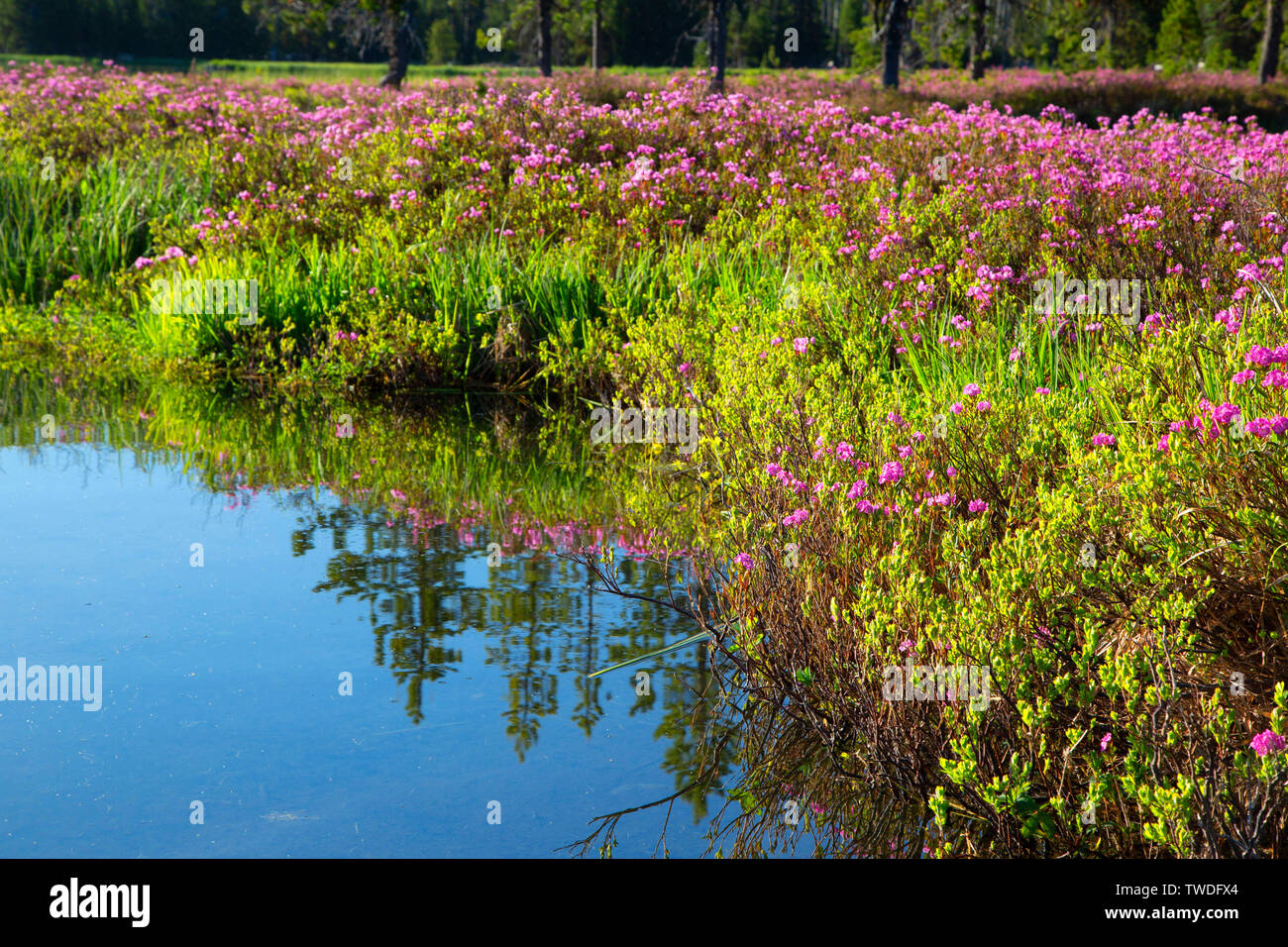 Western Bog Laurel (Kalmia microphylla) bloom at Hosmer Lake, Cascade ...