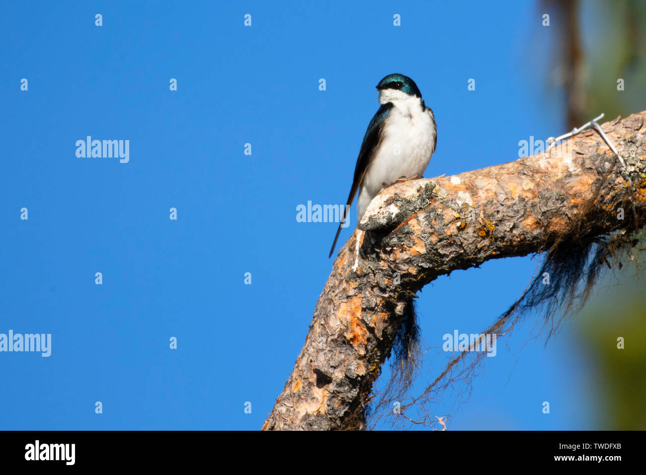 Tree swallow at Hosmer Lake, Cascade Lakes National Scenic Byway ...