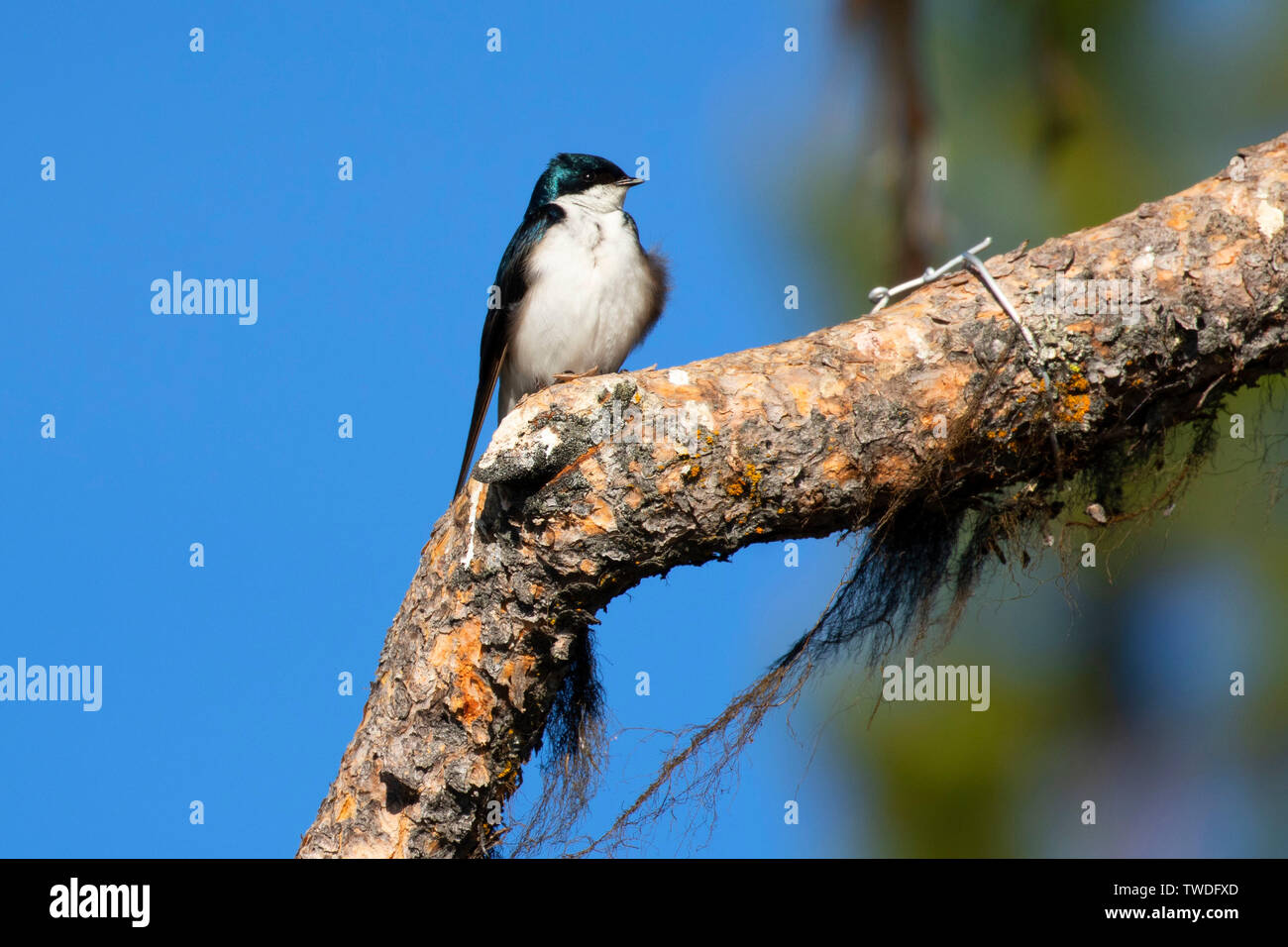 Tree swallow at Hosmer Lake, Cascade Lakes National Scenic Byway ...