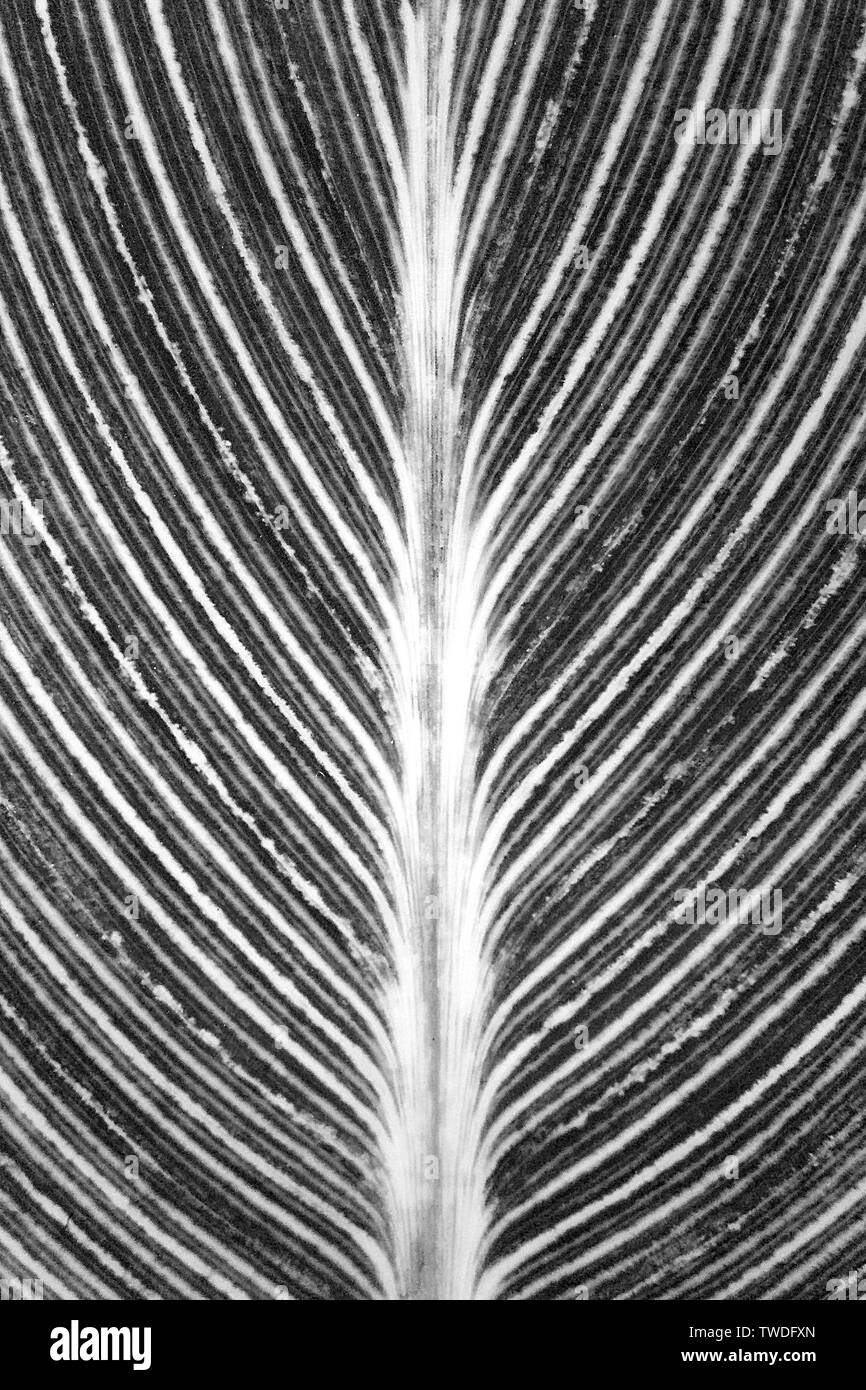 Black-and-white foliage texture close Stock Photo - Alamy